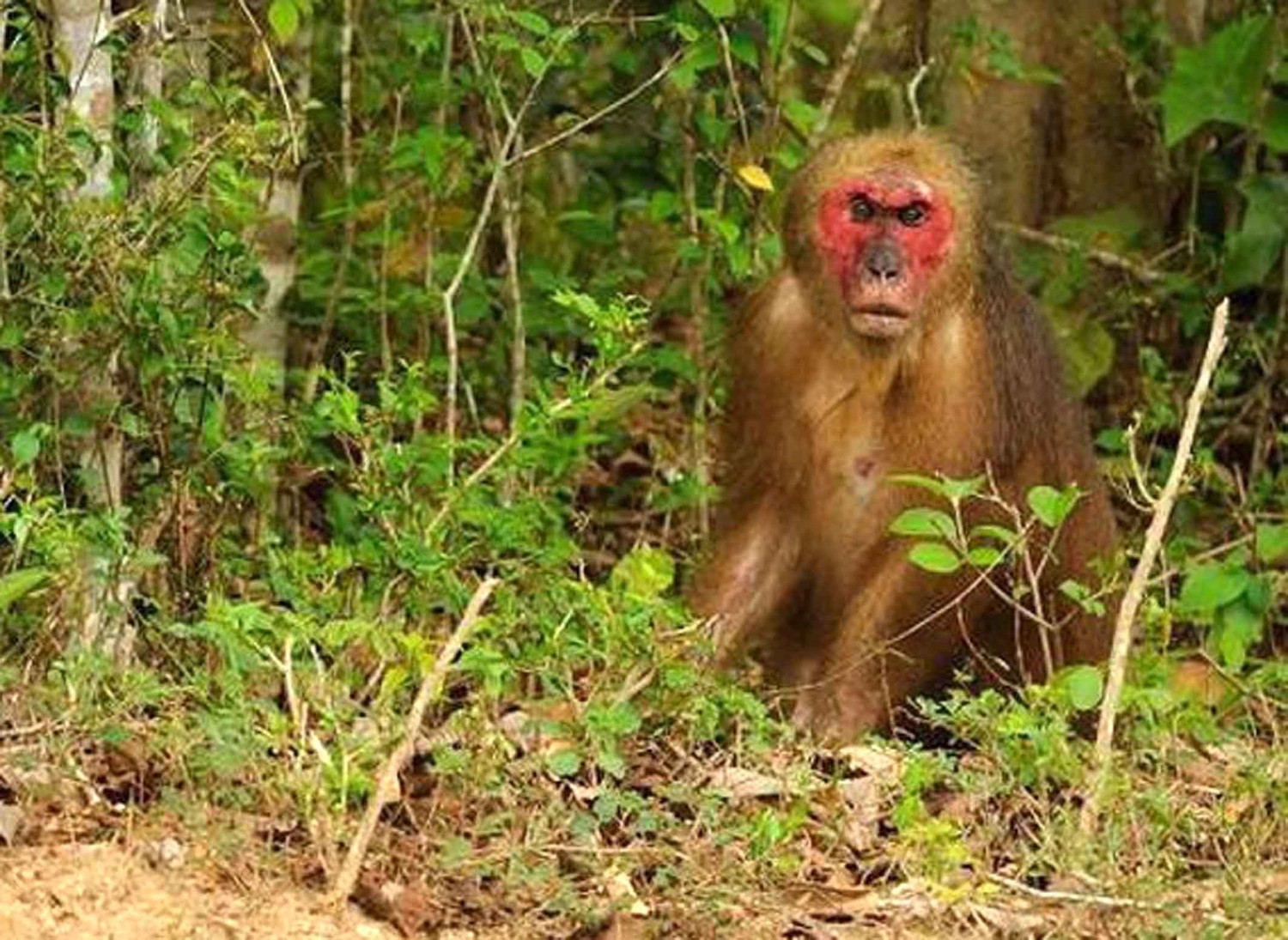 Préserver la faune sauvage pour créer des moyens de subsistance verts ...