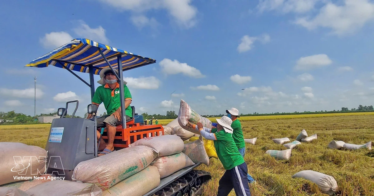 Rebond des prix du riz vietnamien à l’exportation | Vietnam+ (VietnamPlus)