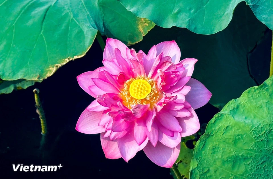 Le lotus du lac de l’Ouest dévoile sa beauté au cœur de Hanoï