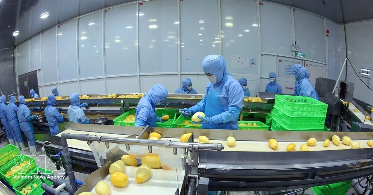 Numérisation : un atout clé pour les exportations agricoles vietnamiennes