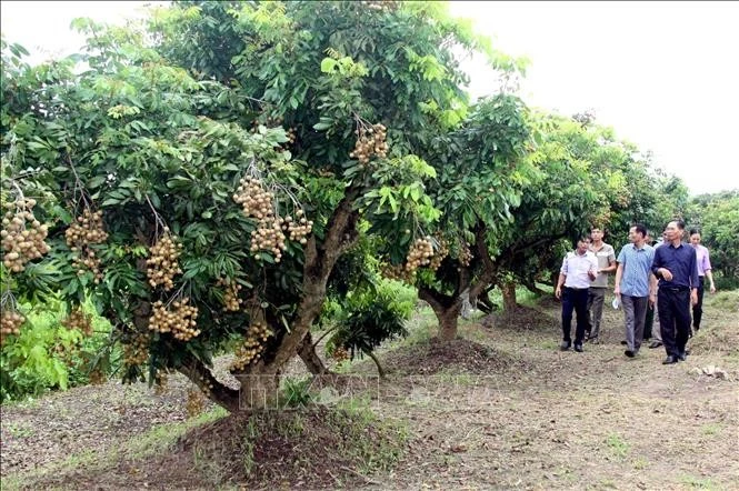 Le longane de Hung Yên : du « fruit impérial » au défi d'une ...