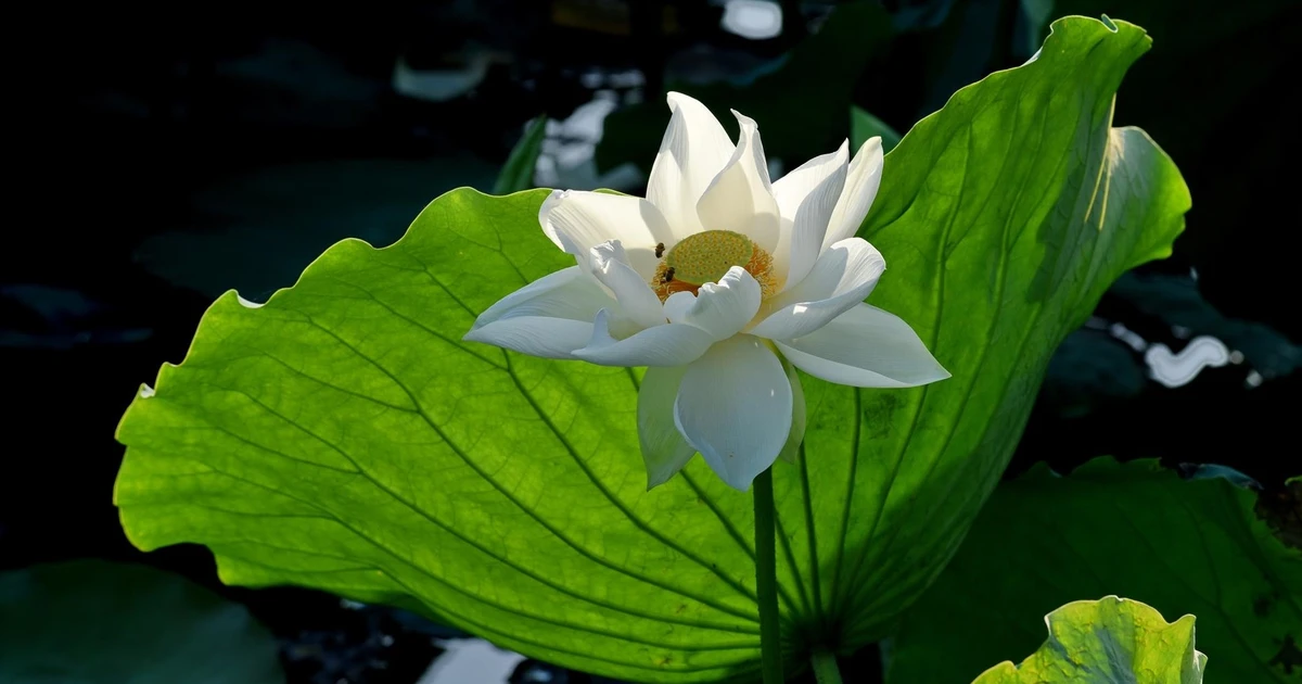 Le lotus blanc est en pleine floraison sur le lac Tinh Tam (Huê) | Vietnam+ (VietnamPlus)