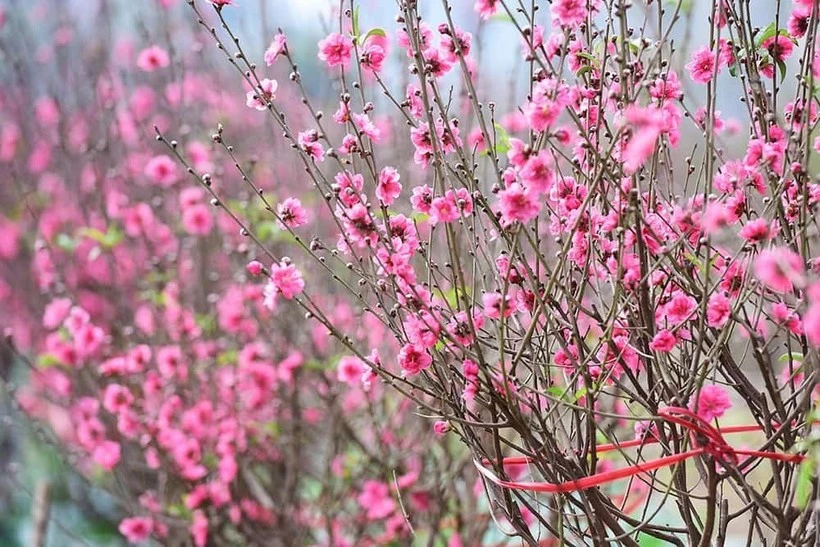 Les fleurs du Nouvel An lunaire représentent les vœux de chance et de paix