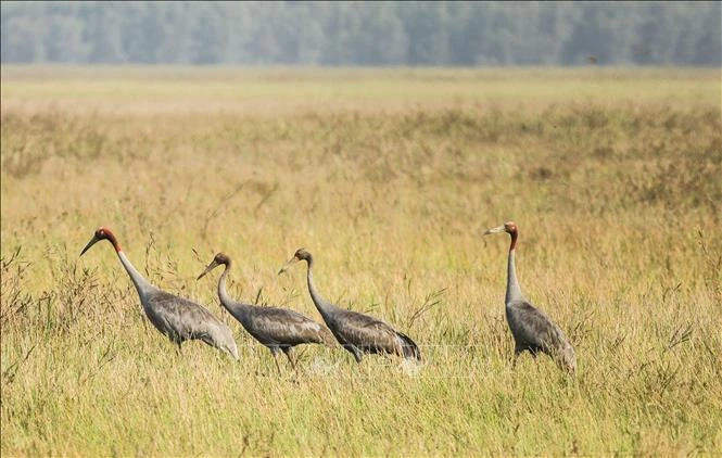 Le parc national de Tràm Chim accueillira 100 grues à tête rouge ...