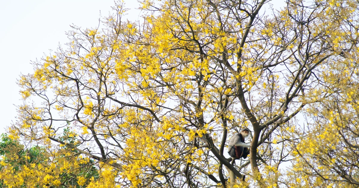 La couleur jaune des "Lim Xet" dans la péninsule de Son Tra | Vietnam+ ...