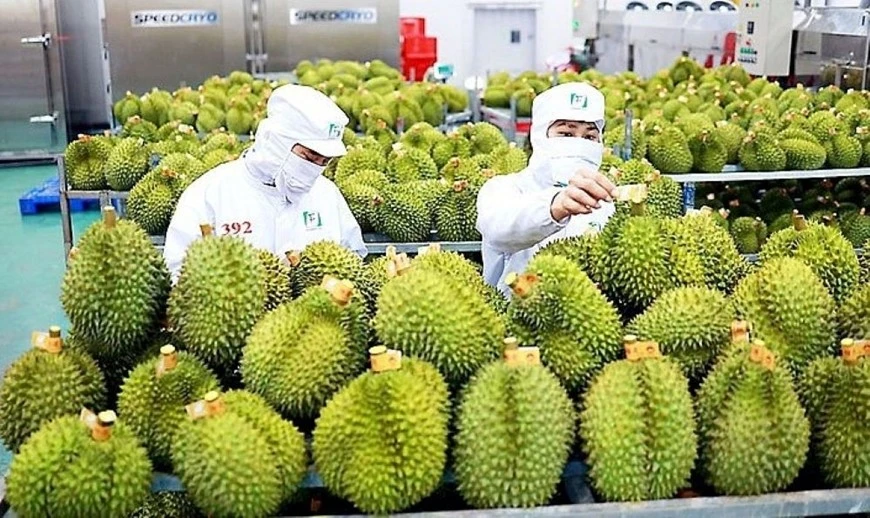 Le durian vietnamien cherche à diversifier les marchés et à s’adapter à ...
