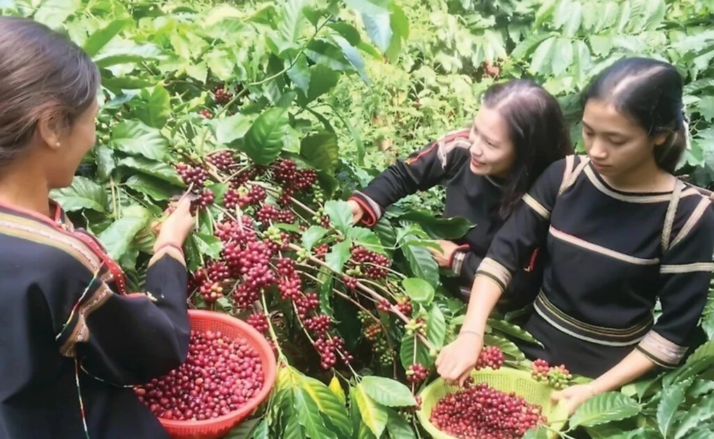 Les connaissances en culture et transformation du café de Dak Lak font ...